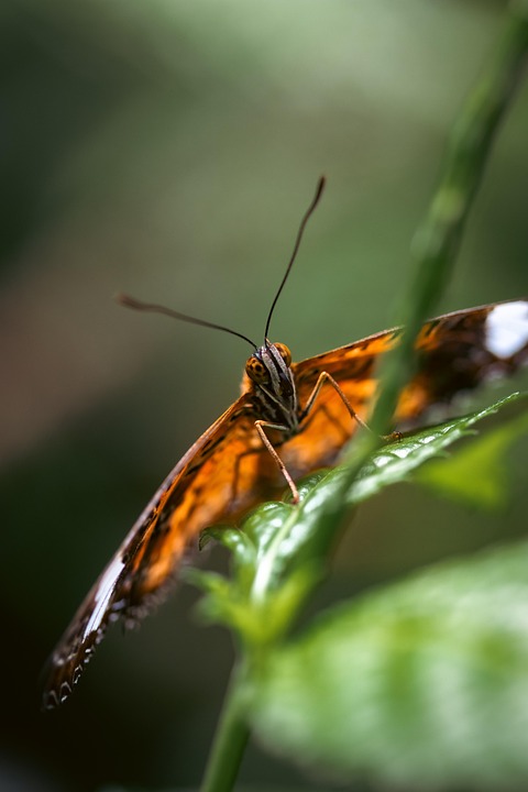 Butterfly Insect Wings - Free photo on Pixabay