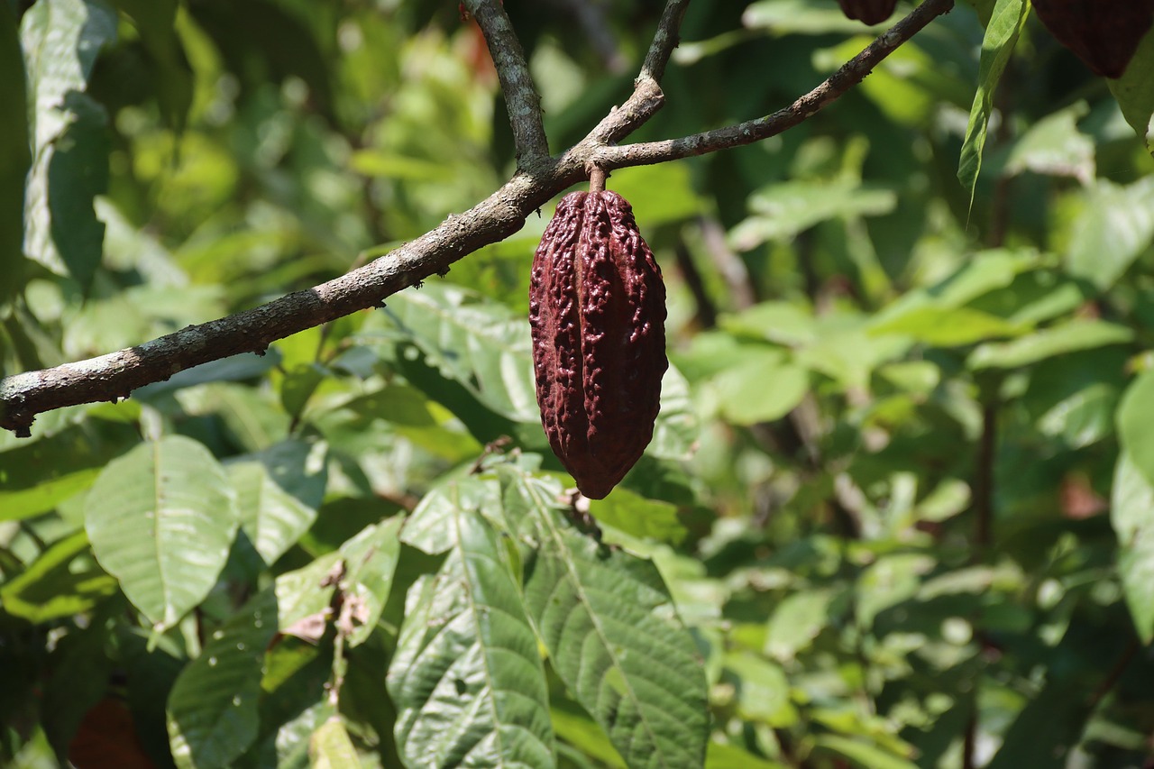 Cacao Chocolat Plante La - Photo gratuite sur Pixabay - Pixabay