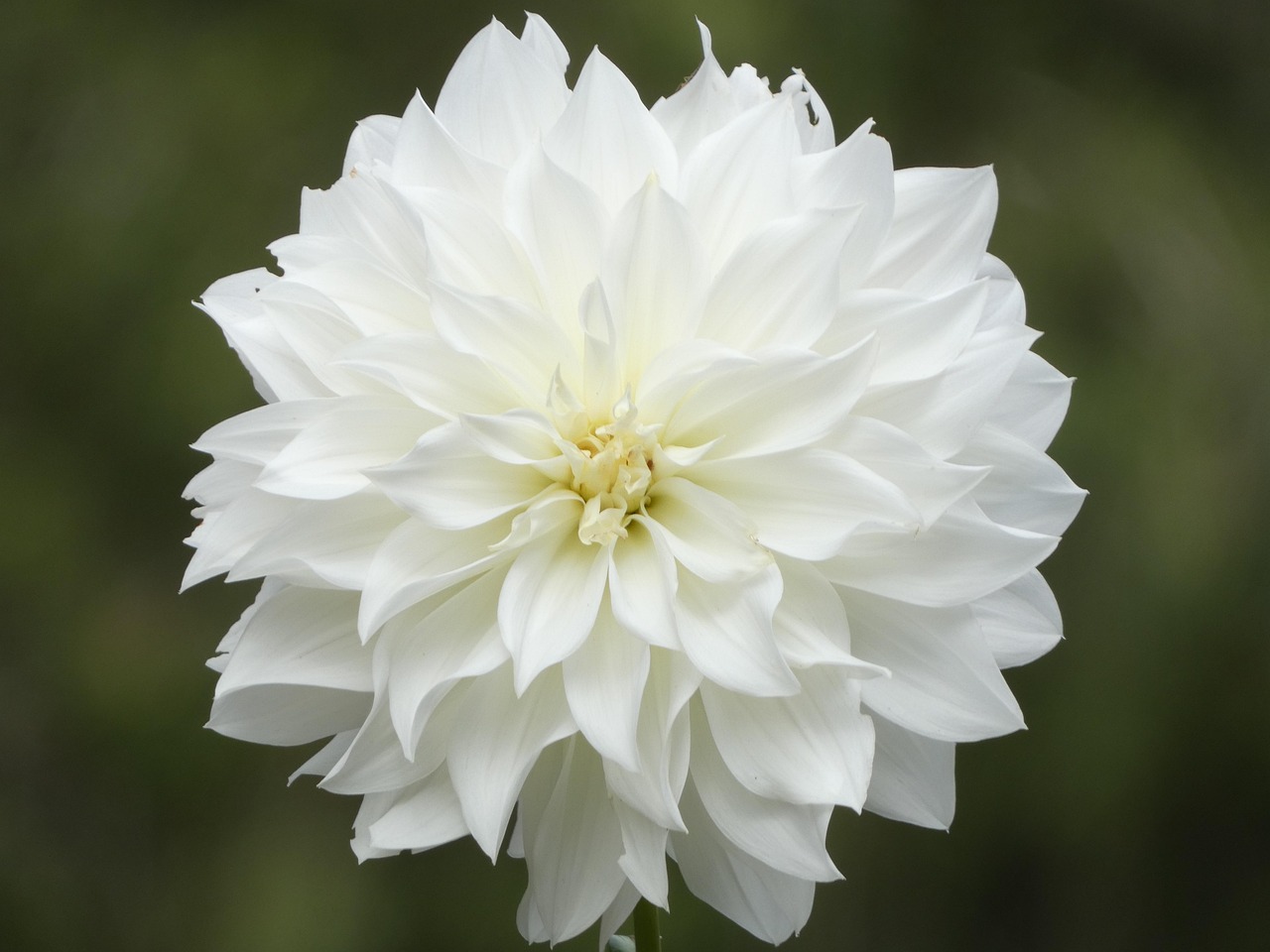 Flower White Bloom - Free photo on Pixabay - Pixabay