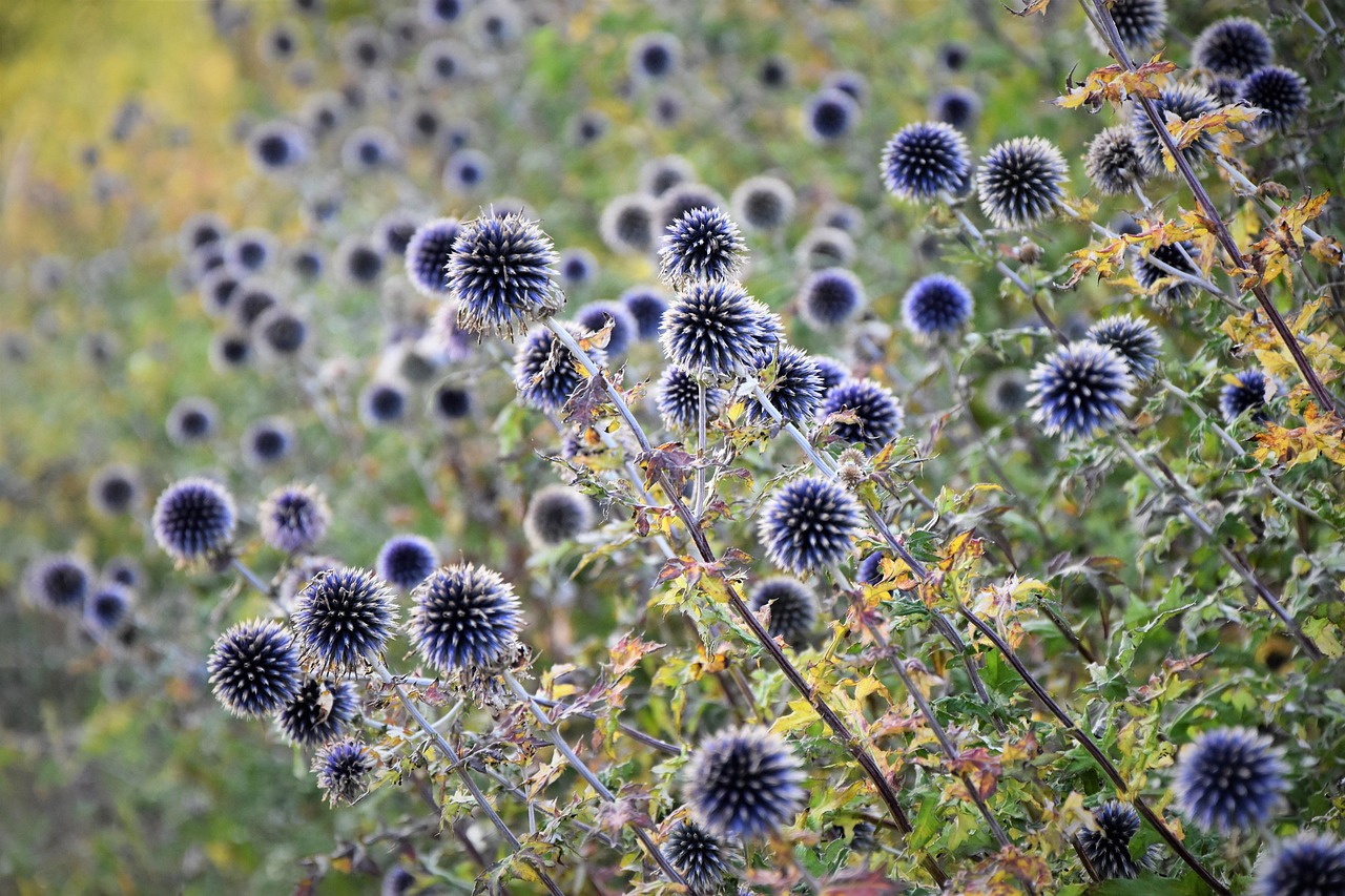 Chardons Les Plantes Fleur Chardon - Photo gratuite sur Pixabay - Pixabay