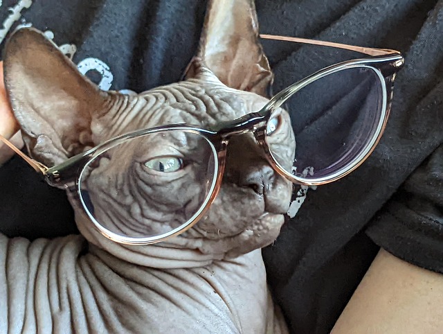 Sphynx Professor Free Photo On Pixabay Pixabay