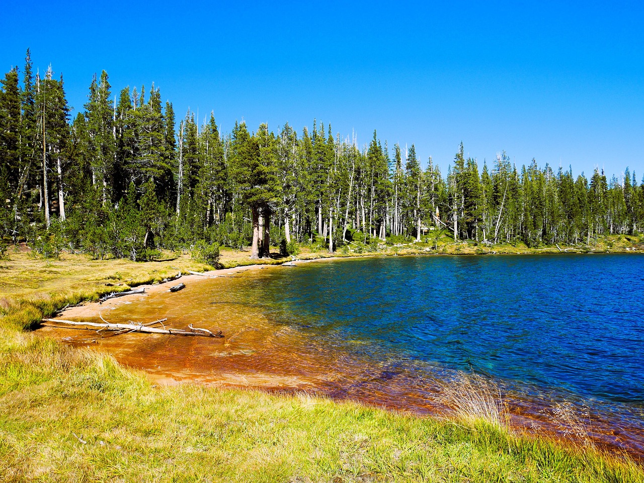Lake Fir Nature - Free photo on Pixabay - Pixabay