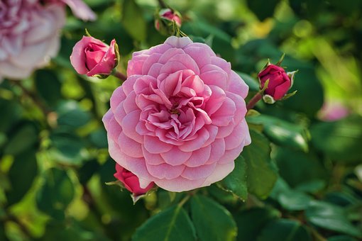 Christmas Rose Blossom Bloom - Free photo on Pixabay