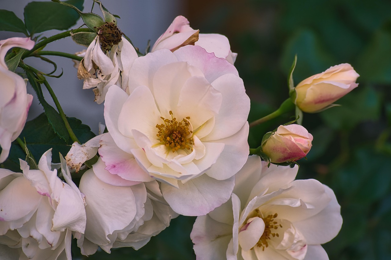 Rose Blossom Bloom - Free photo on Pixabay - Pixabay