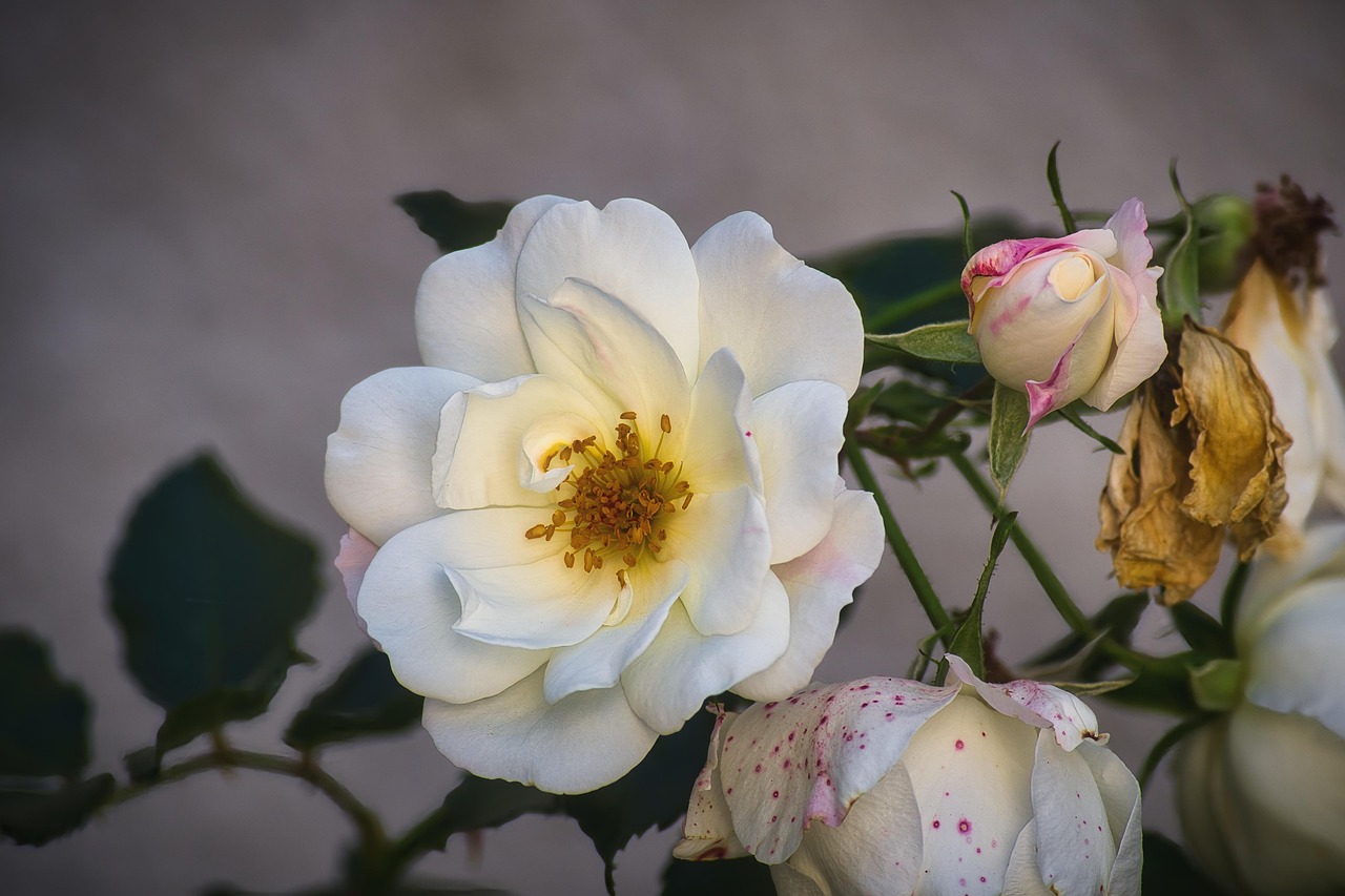 Rose Blossom Bloom - Free photo on Pixabay - Pixabay