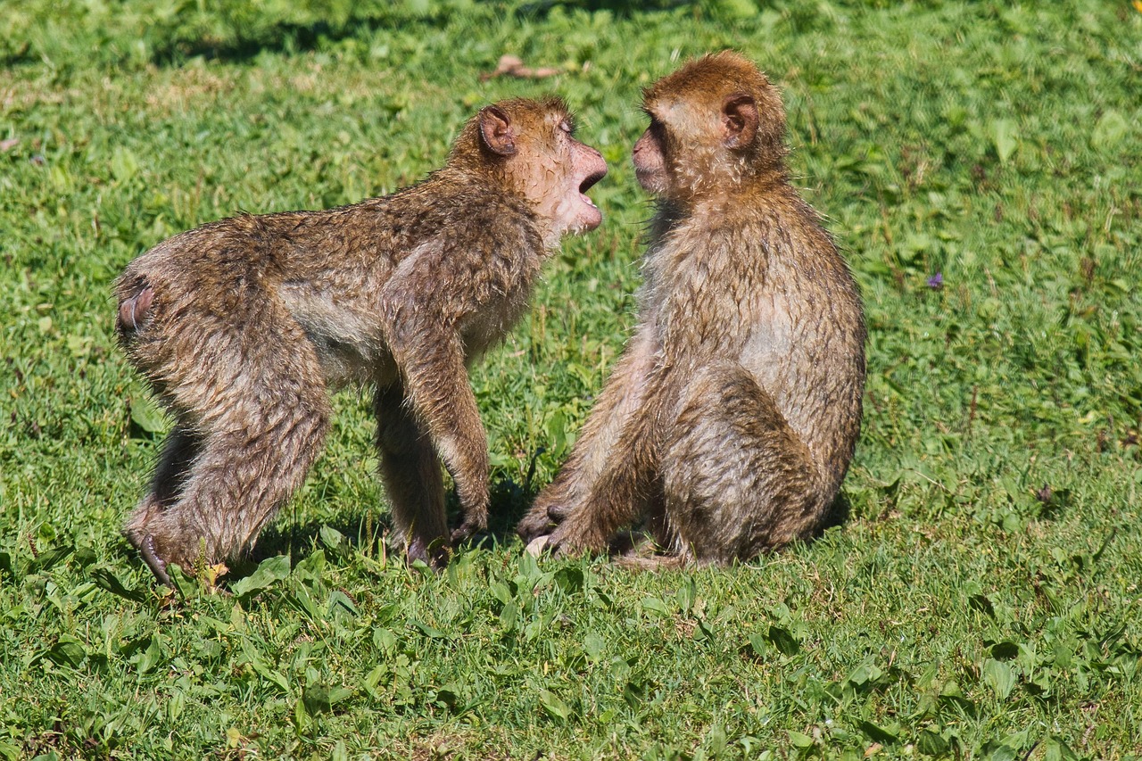 Berberaffen Macaque Young Animals - Free photo on Pixabay - Pixabay