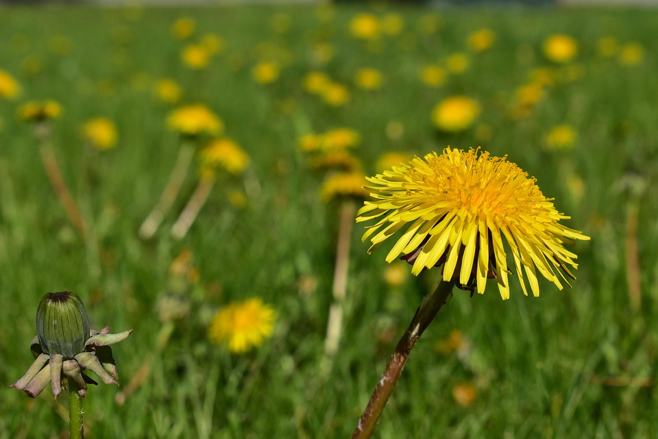 Dandelions Flower Plant - Free photo on Pixabay - Pixabay