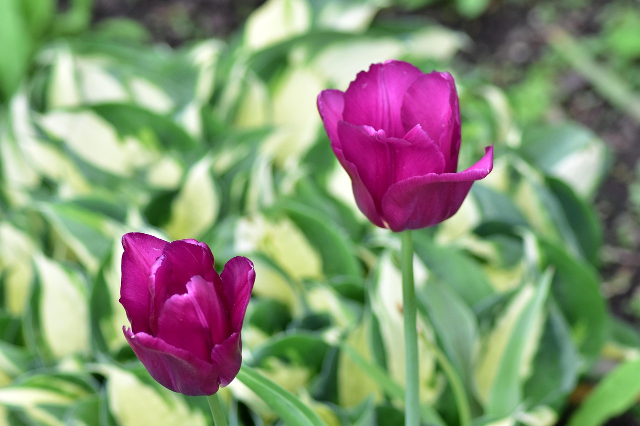 Tulipan Ogrodowy Kwiat - Darmowe zdjęcie na Pixabay - Pixabay