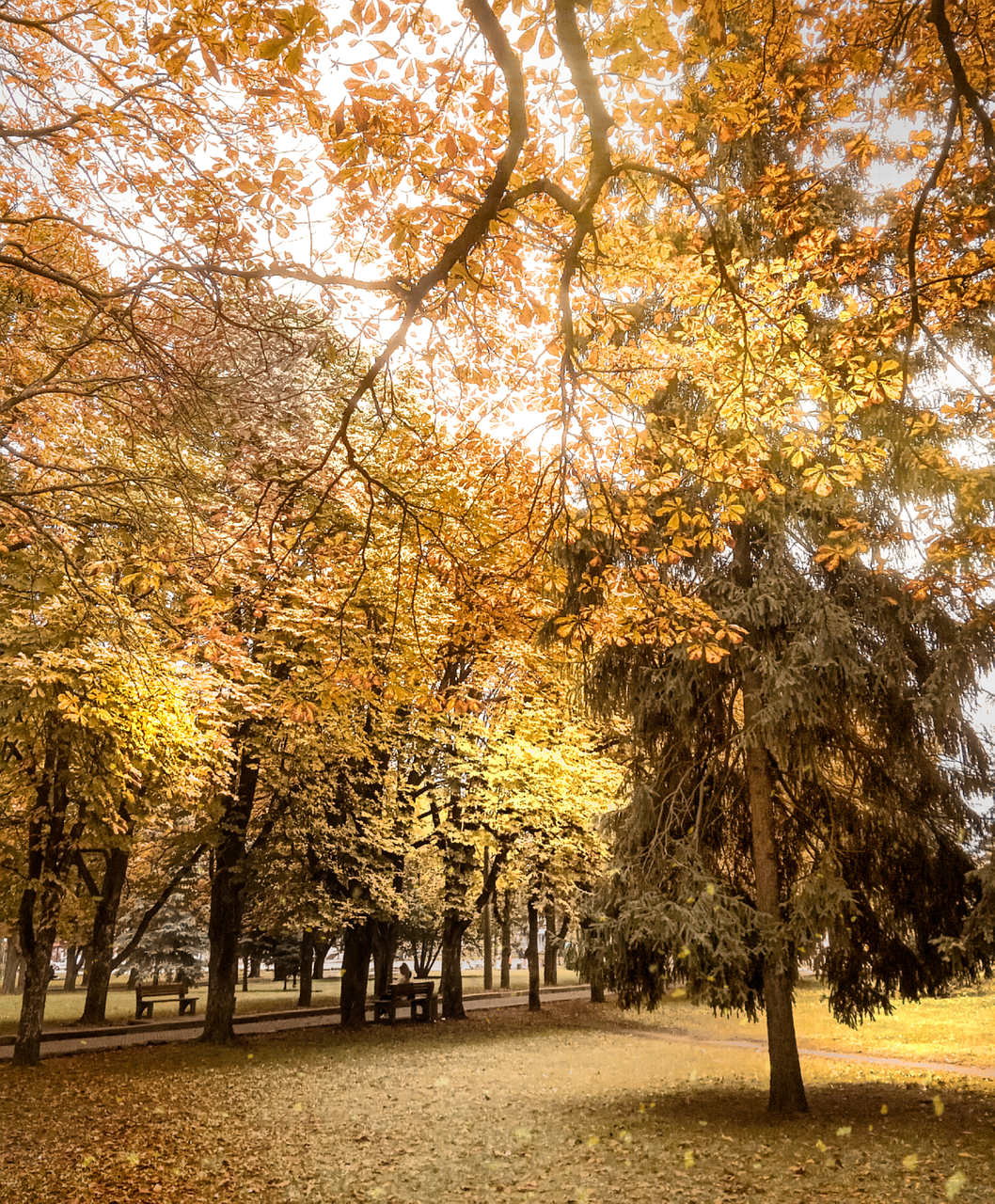 Nature Autumn Trees - Free photo on Pixabay - Pixabay