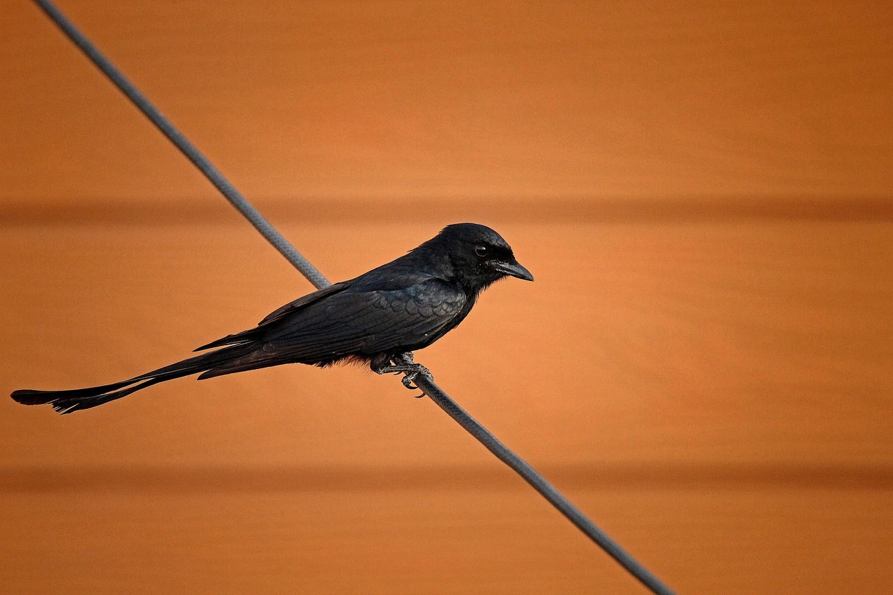 Black Drongo Bird - Free photo on Pixabay - Pixabay