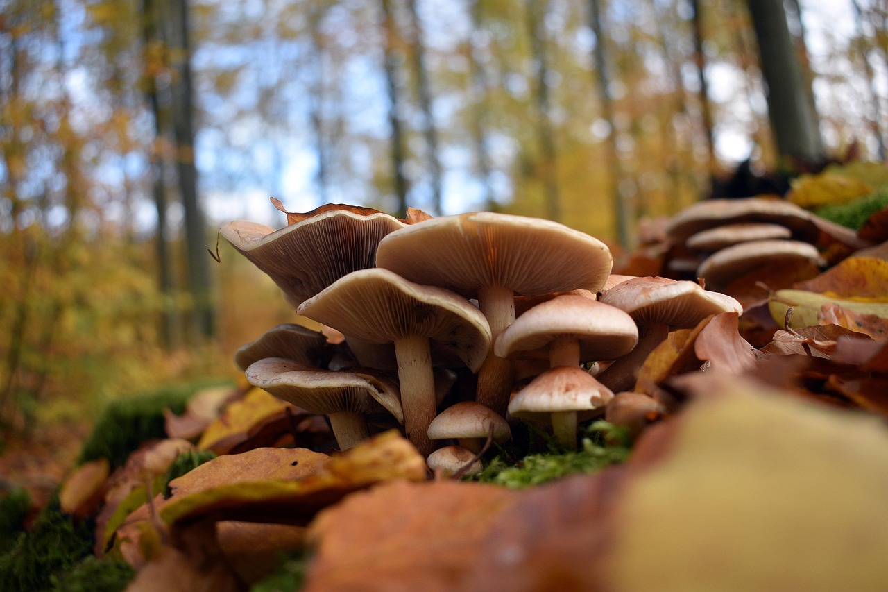Champignons Champignon Forêt - Photo gratuite sur Pixabay - Pixabay