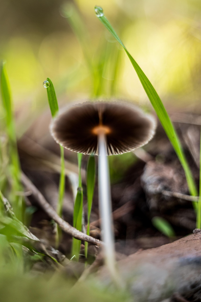 Jamur Alam Hutan Ilmu - Foto gratis di Pixabay - Pixabay