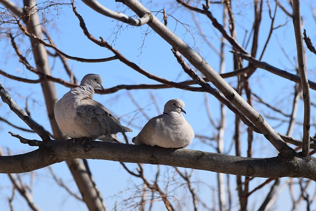 Tauben Taube Vögel - Kostenloses Foto auf Pixabay - Pixabay