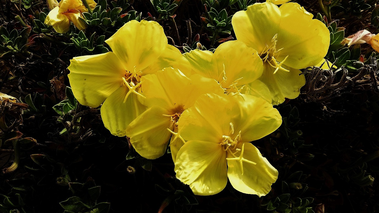 Flowers Nature Petals - Free photo on Pixabay - Pixabay