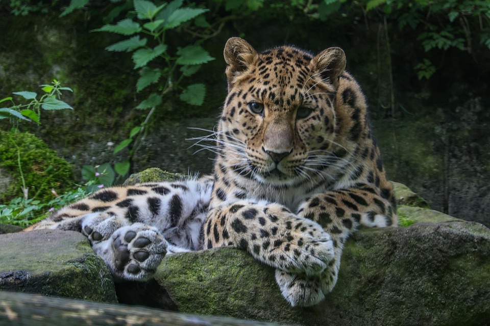 Zoo Leopard - Free photo on Pixabay - Pixabay
