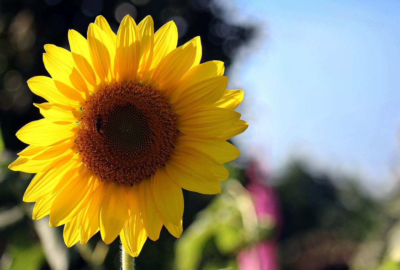 Sunflower Flower Bee - Free photo on Pixabay - Pixabay
