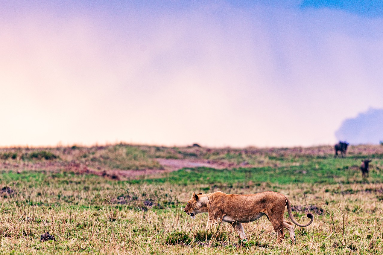 Wild Wildlife Animals - Free photo on Pixabay - Pixabay