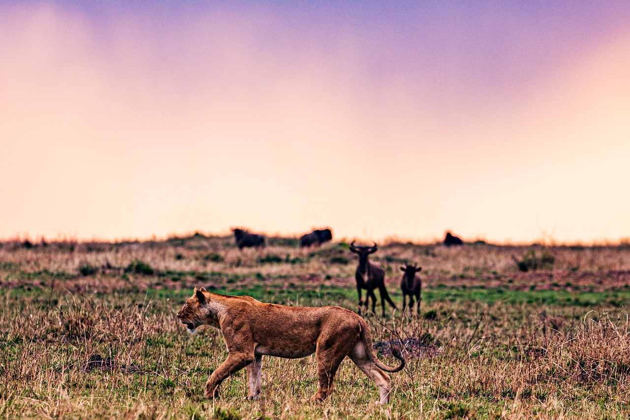 Wild Wildlife Animals - Free photo on Pixabay - Pixabay