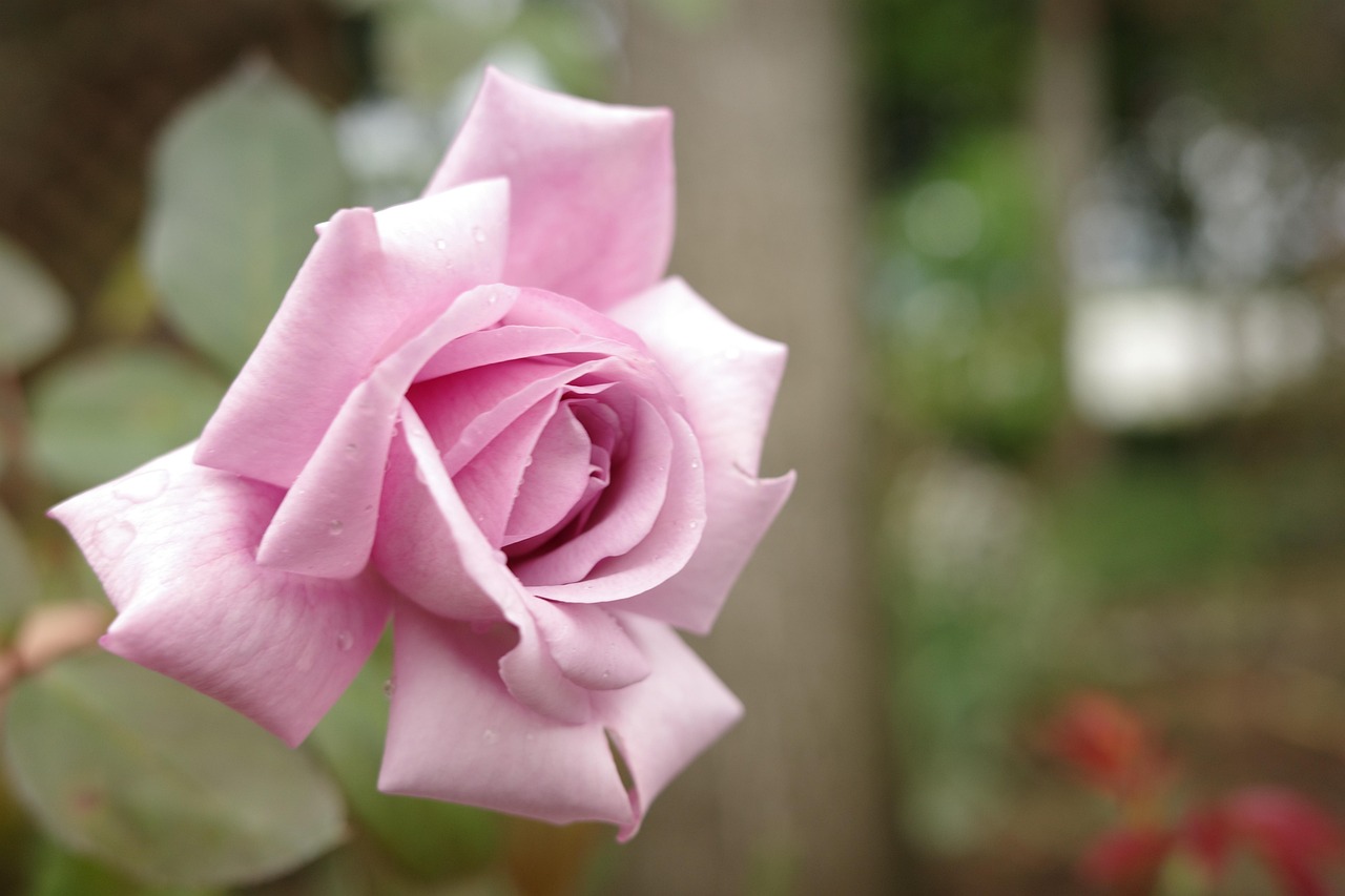 Rose Flower Petals - Free photo on Pixabay - Pixabay