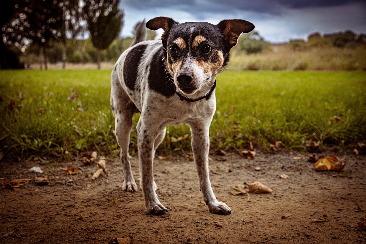 Terrier Dog Cute - Free photo on Pixabay - Pixabay