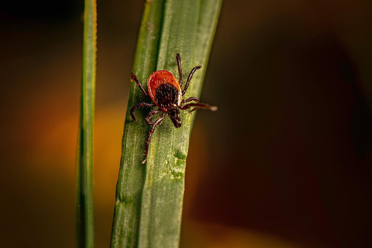 Garrapata De Ricino - Foto gratis en Pixabay - Pixabay