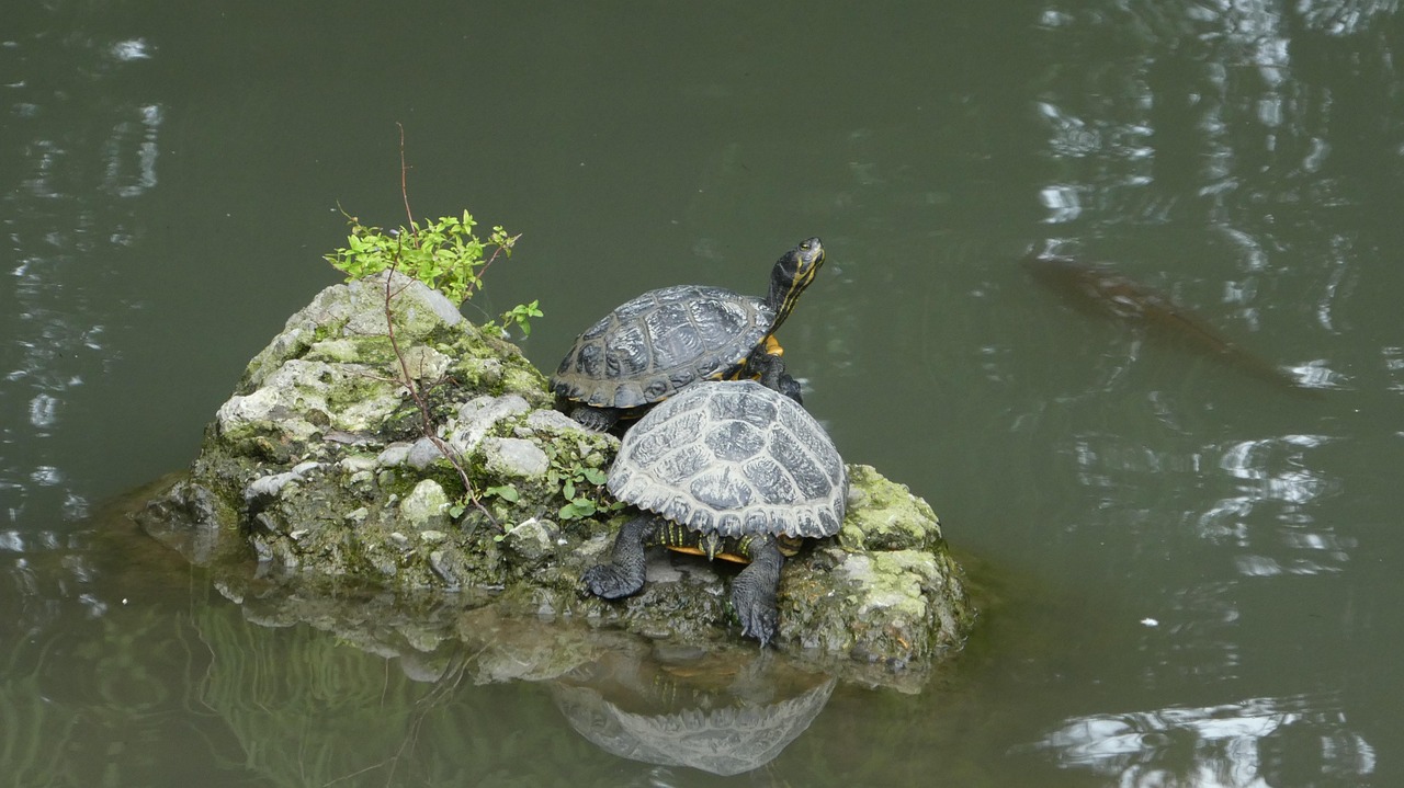 Tortugas Tortuga Lago - Foto gratis en Pixabay - Pixabay