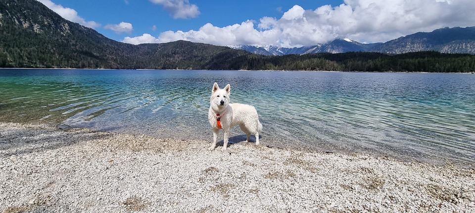 White Swiss Shephard Wolf Dog - Free photo on Pixabay - Pixabay