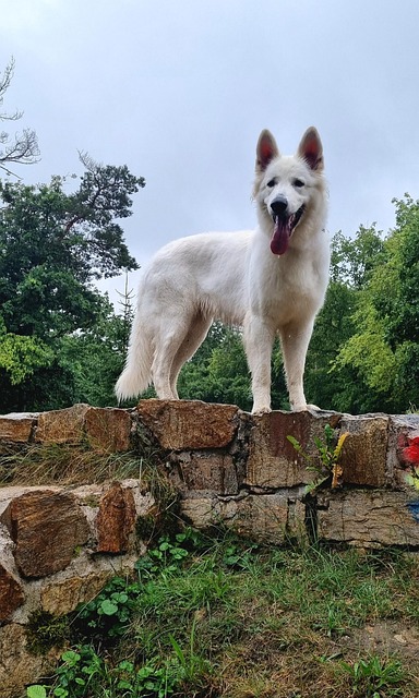 Berger Blanc Suisse Chien - Photo gratuite sur Pixabay - Pixabay