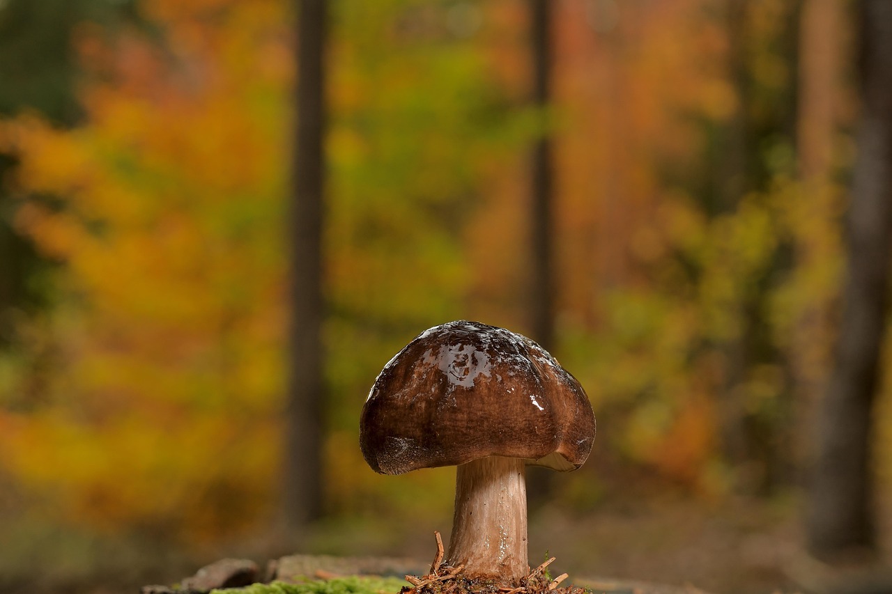 Amanita Fungo Velenoso - Foto gratis su Pixabay