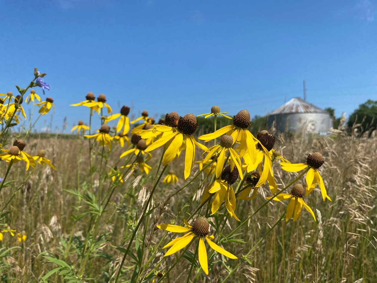Flower Nature Prairie - Free photo on Pixabay - Pixabay