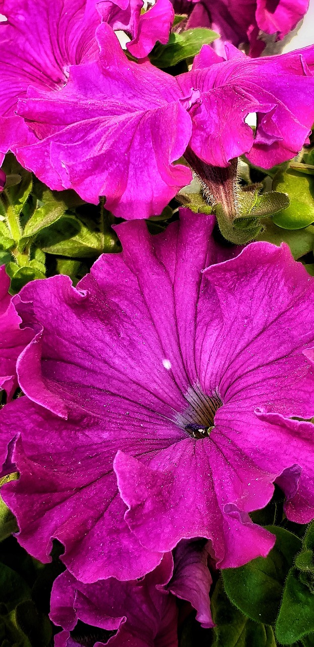 Pinke Blume Blumenstruktur Blumen - Kostenloses Foto auf Pixabay - Pixabay