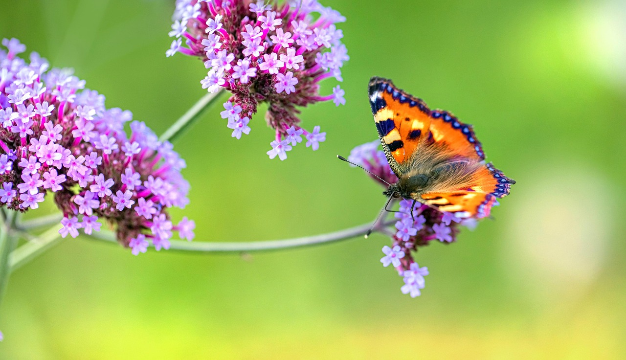 Butterfly Flowers Pollination - Free photo on Pixabay - Pixabay