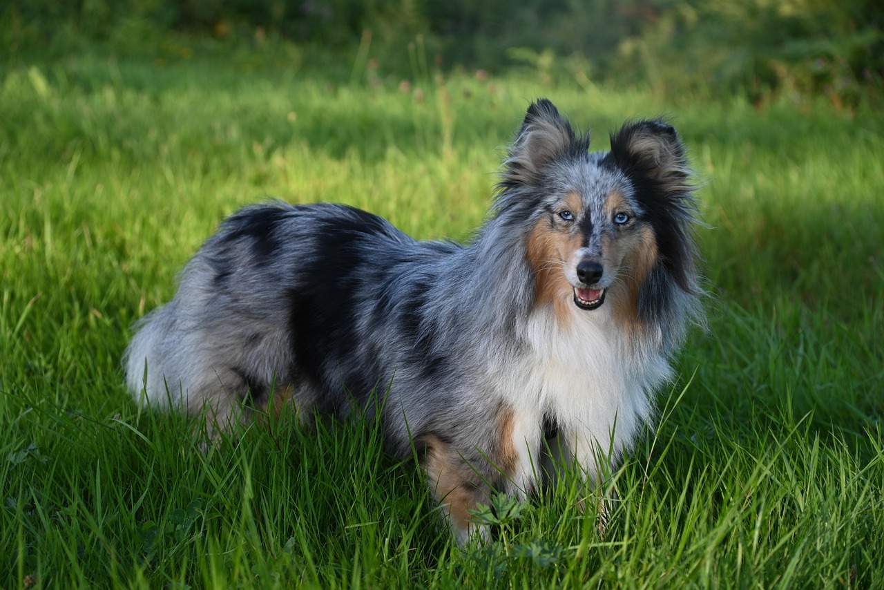 1,000+ Free Sheepdog & Dog Images - Pixabay