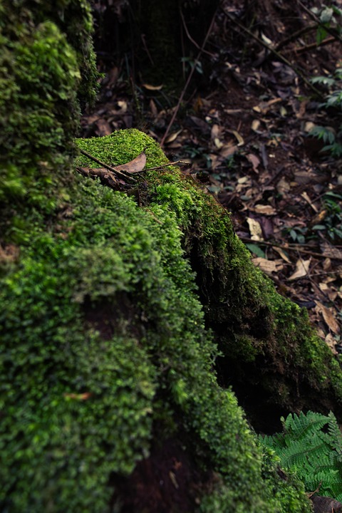 Nature Mousse Forêt - Photo gratuite sur Pixabay