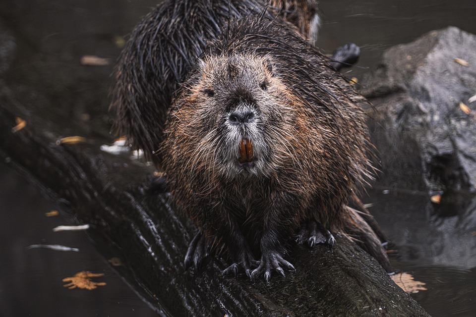 Castor Nutria Rongeur - Photo gratuite sur Pixabay
