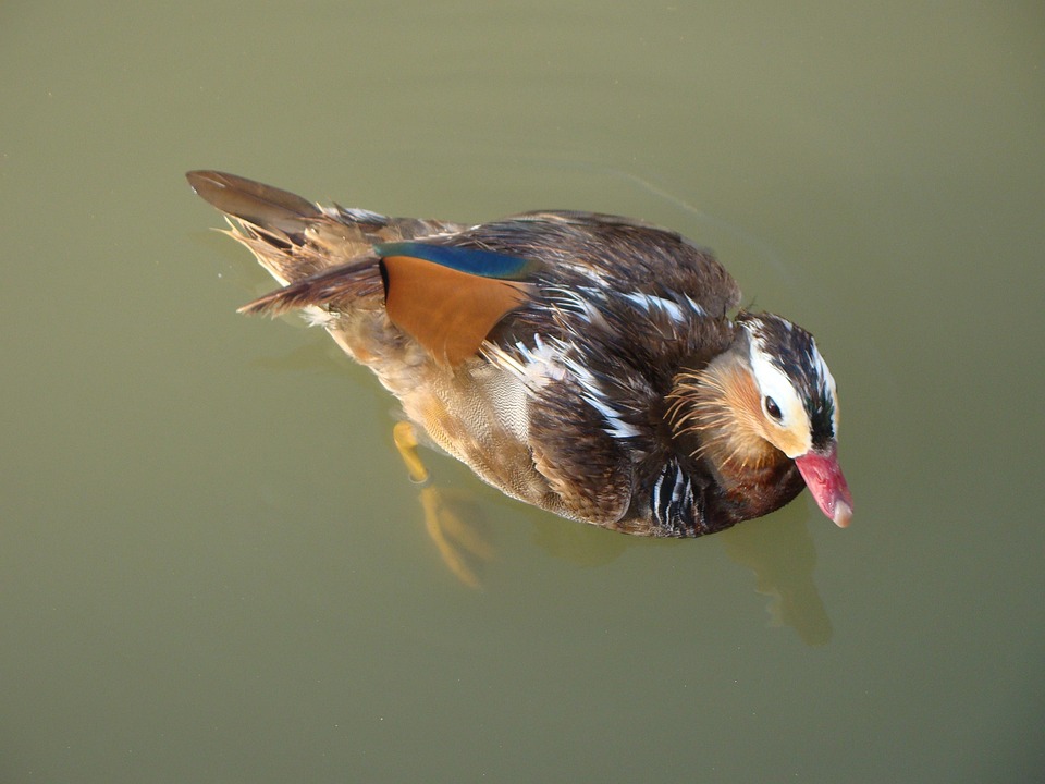 Duck Water Bird - Free photo on Pixabay