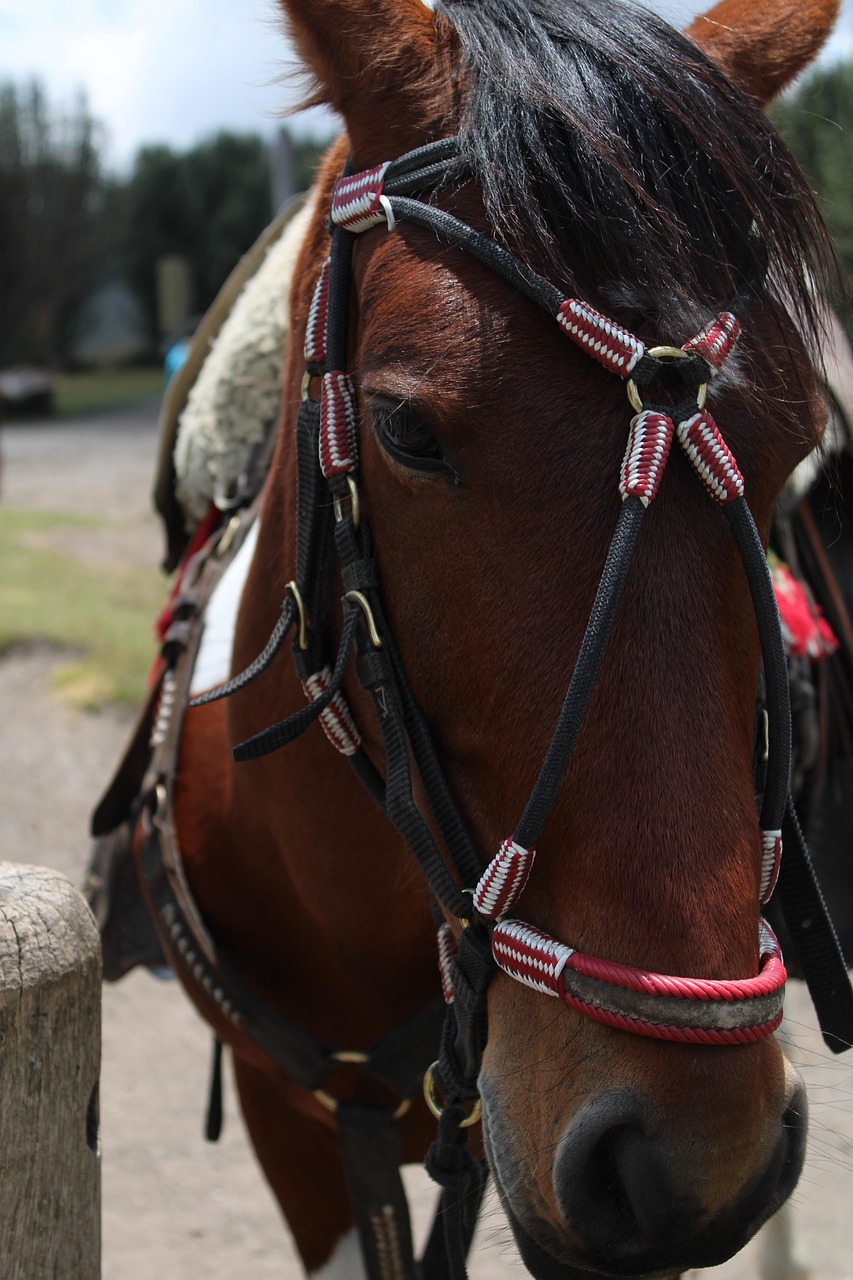 Horse Reins Riding Farm - Free photo on Pixabay - Pixabay
