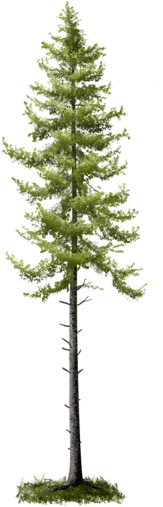 Download Nature, Biology, Forest. Royalty-Free Stock Illustration Image ...