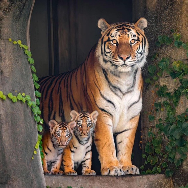Animal Mammal Tiger - Free photo on Pixabay