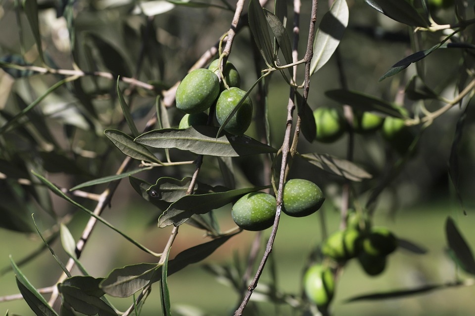 Nature Olives Olivier Feuilles - Photo gratuite sur Pixabay - Pixabay