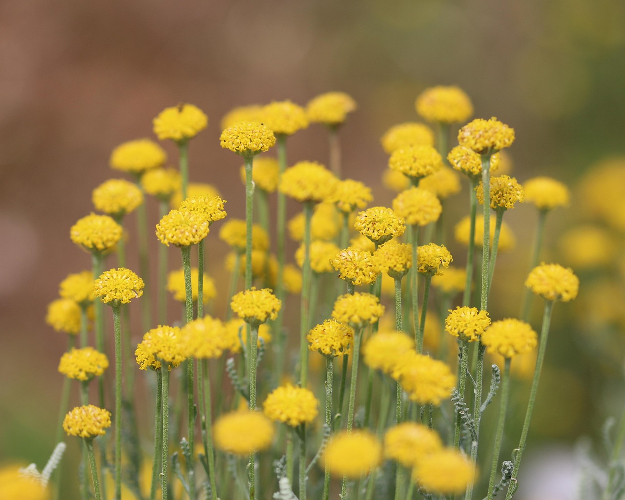 Fleur D'Immortelle Plante - Photo gratuite sur Pixabay - Pixabay