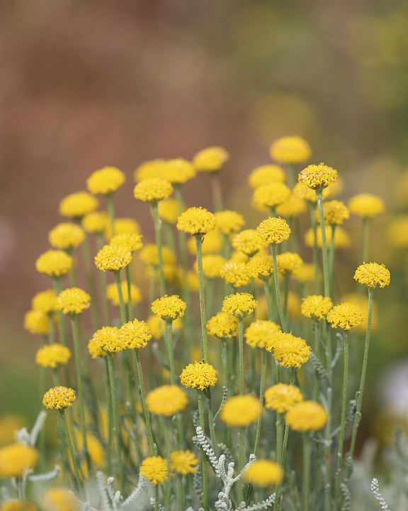 Flor Imortela Planta Immortelle - Foto gratuita no Pixabay - Pixabay