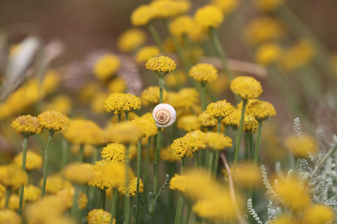 Immortelle Flower Plant - Free photo on Pixabay - Pixabay
