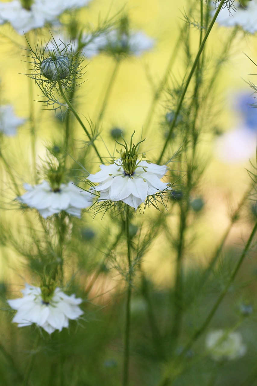 Love-In-A-Mist Devil In The Bush - Free photo on Pixabay - Pixabay