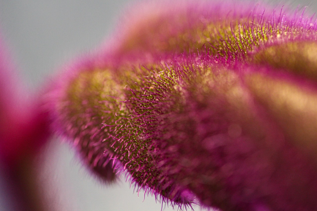 Frunze Aproape Plantă Fire De - Fotografie gratuită pe Pixabay - Pixabay