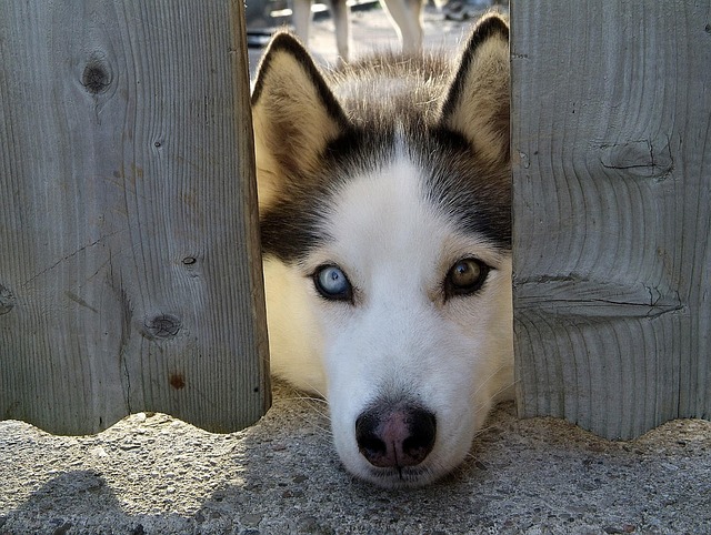Haski Animal Cachorro Olhos - Foto gratuita no Pixabay - Pixabay