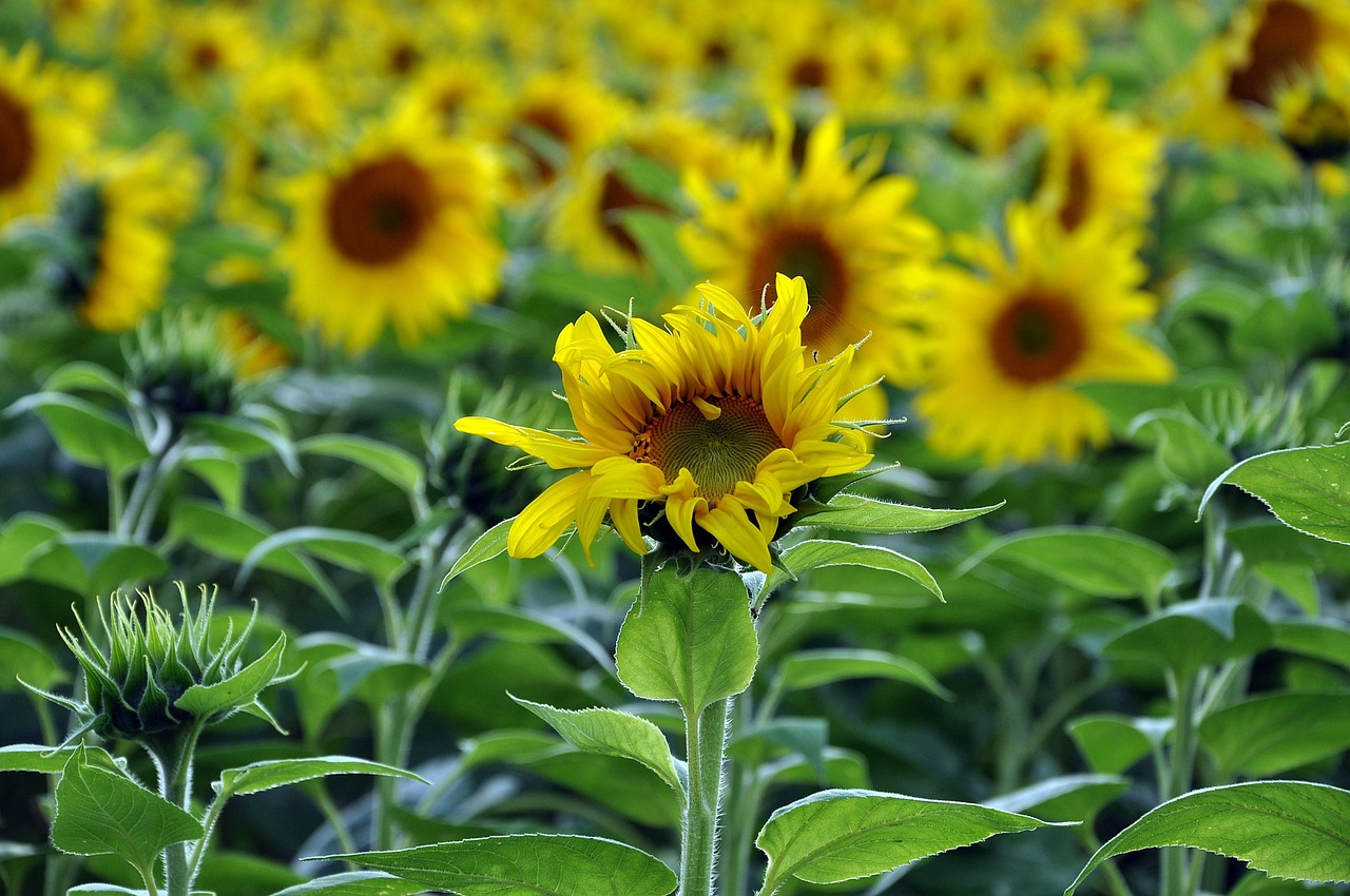 10,000+ Sunflower Images & Pictures [HD] - Pixabay