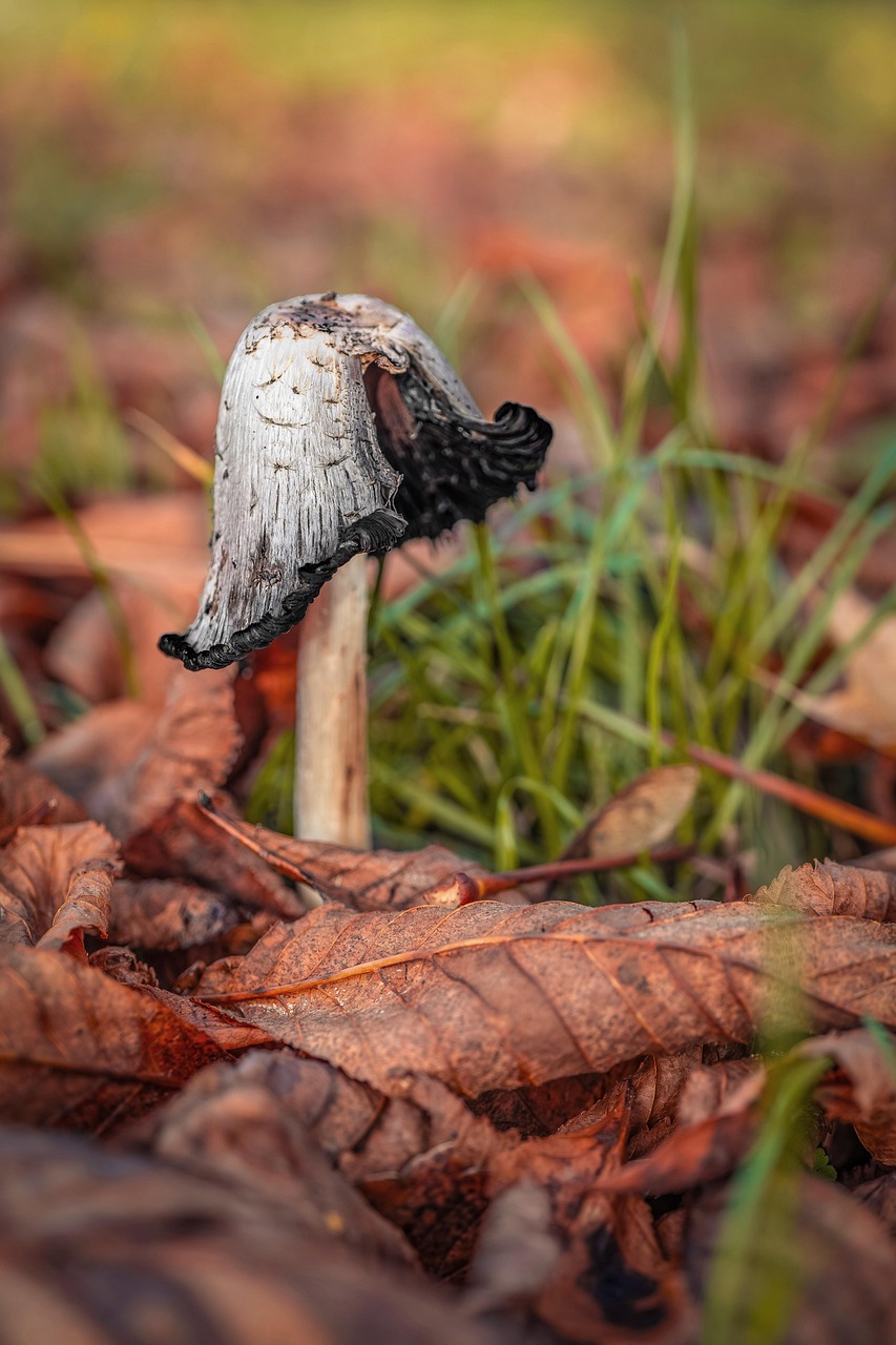 Mushroom Fall Forest - Free photo on Pixabay