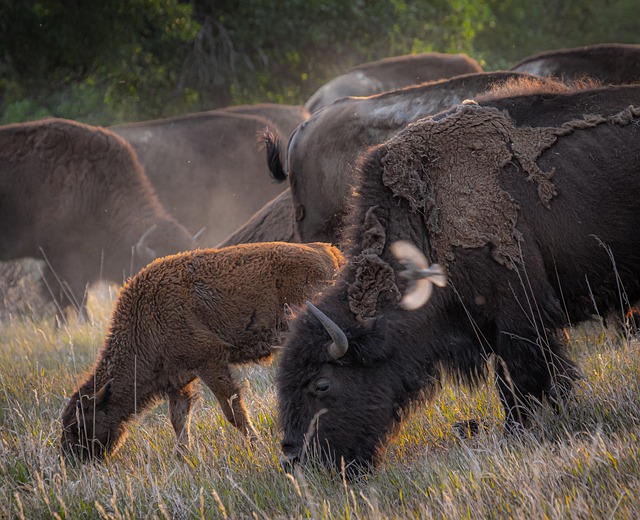 American Bison Buffalo National - Free photo on Pixabay
