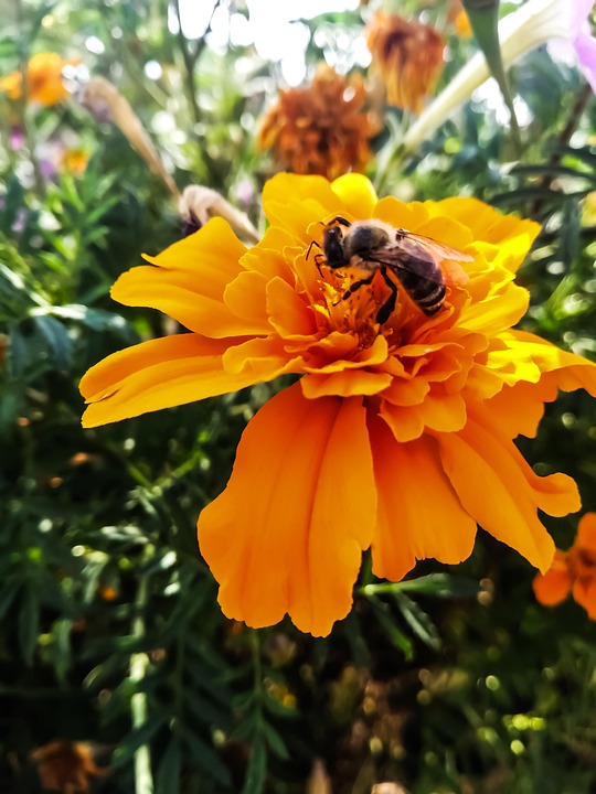 Wallpaper Tanaman Bunga - Foto gratis di Pixabay